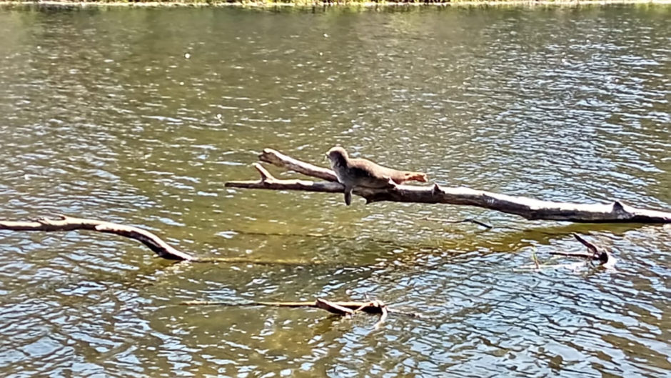 Aberdeen seal enjoys the sun by relaxing on a tree branch - Press and ...