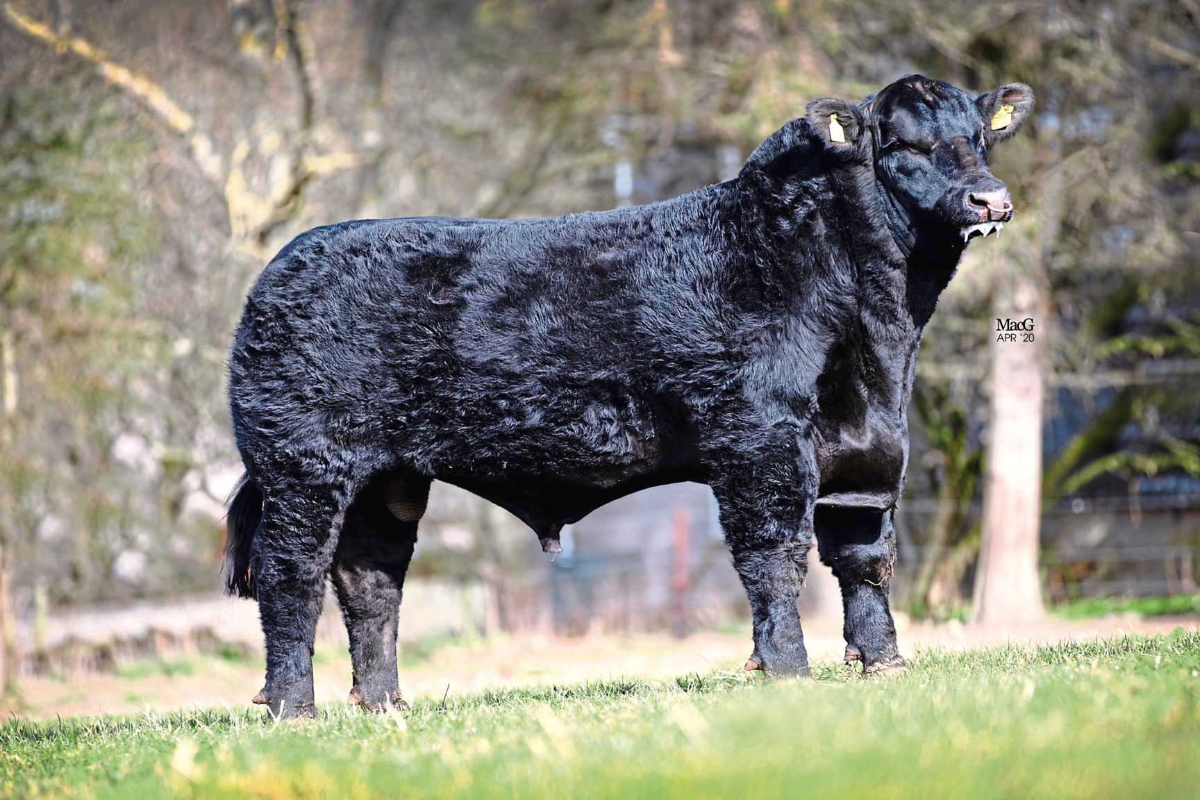 Aberdeen-Angus Archives | Press and Journal