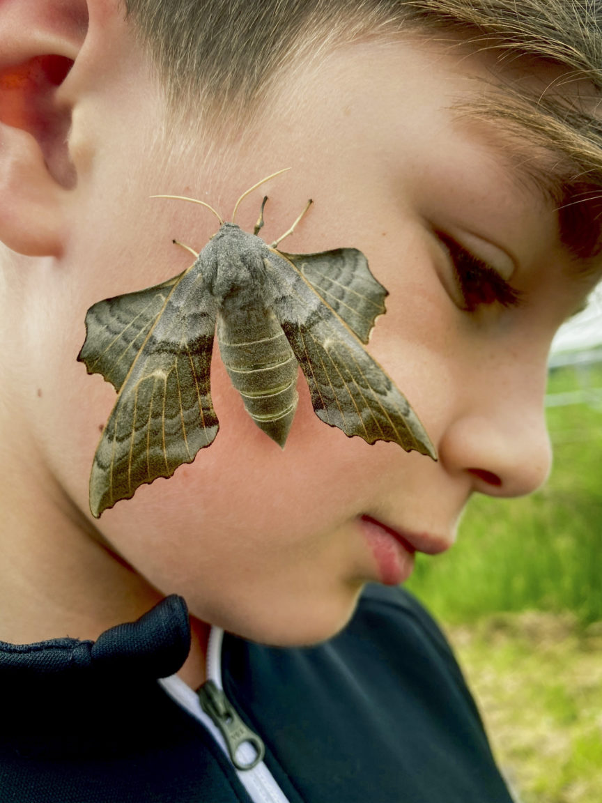 Schoolboy rescues giant moth - which sits on his ear for four-mile walk ...
