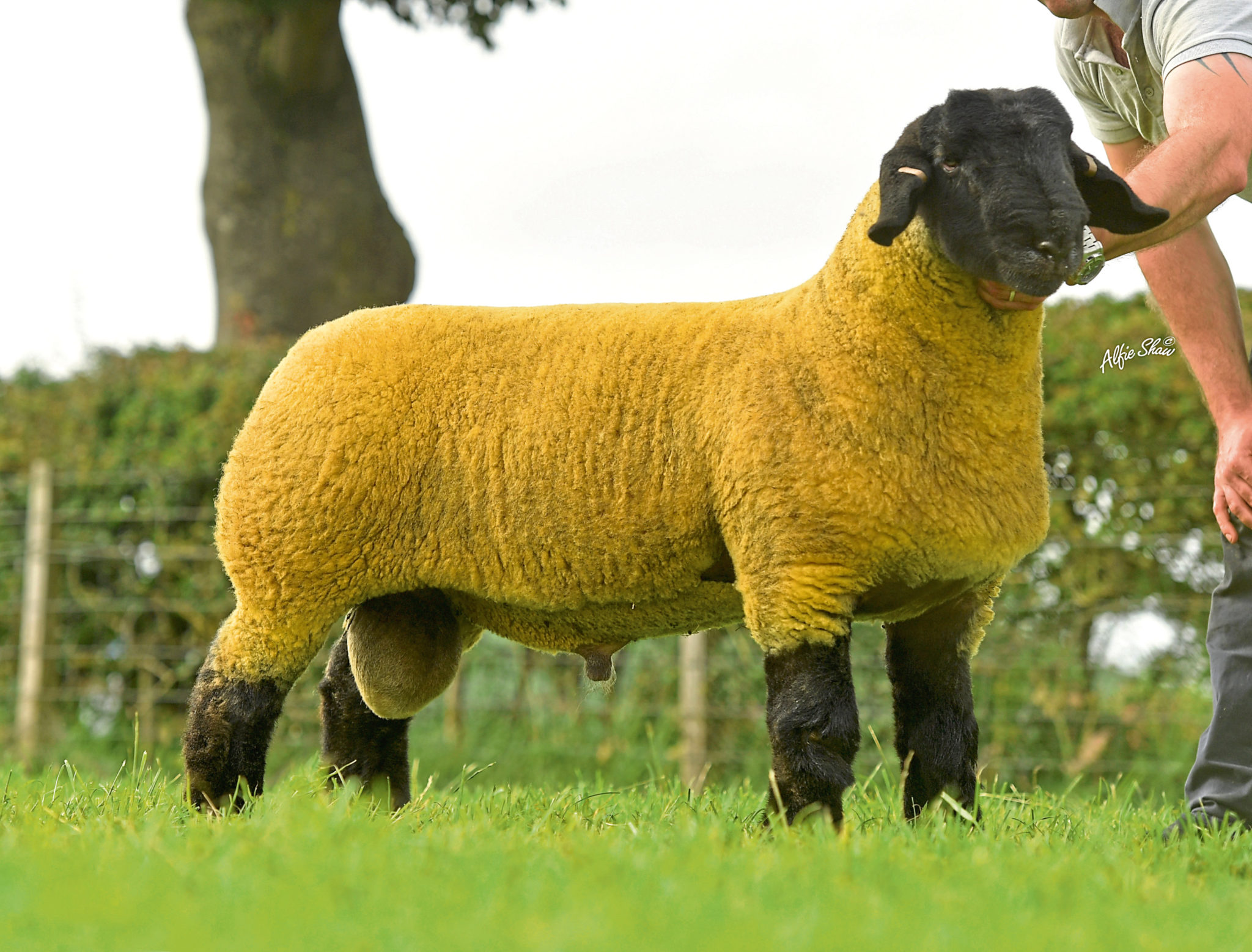 ‘Blistering trade’ for Suffolk rams with top price of 50,000gn - Press ...