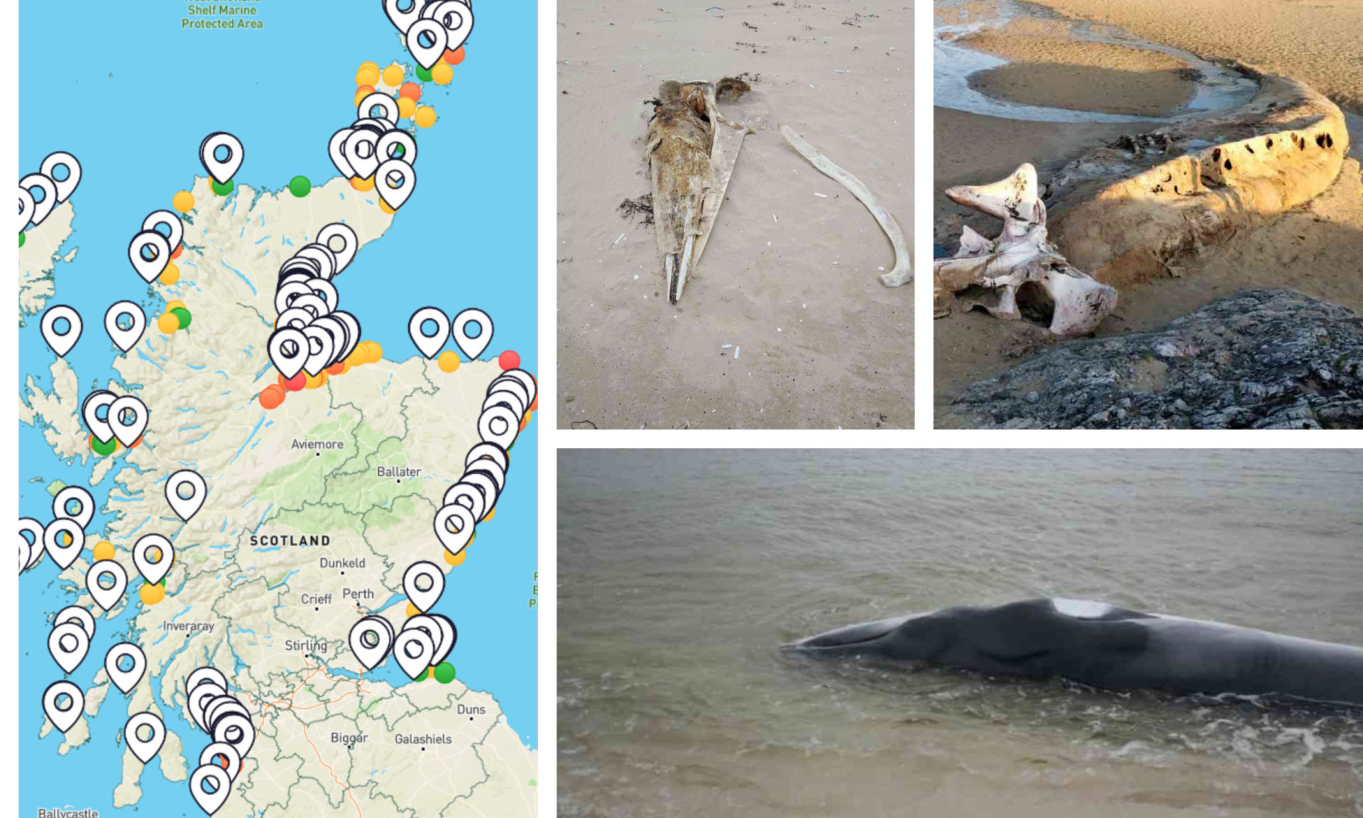 App designed to keep Scotland's beaches clean and keep track of ...