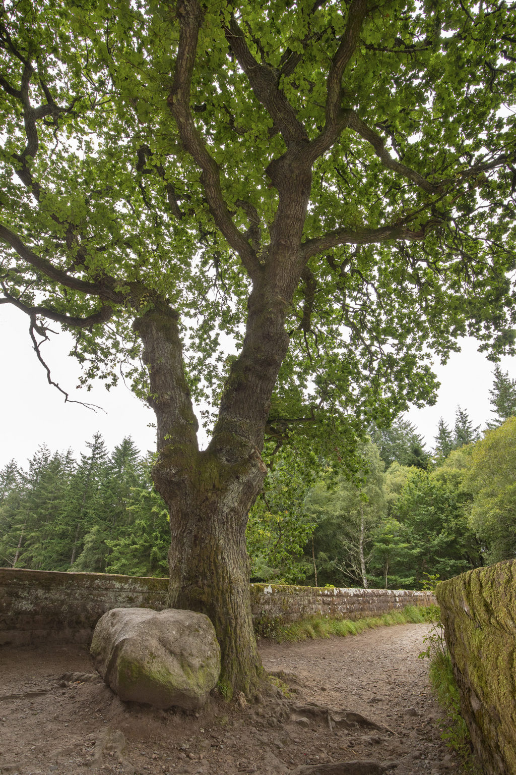 Inverness oak in running to become Scotland’s tree of the year - Press ...