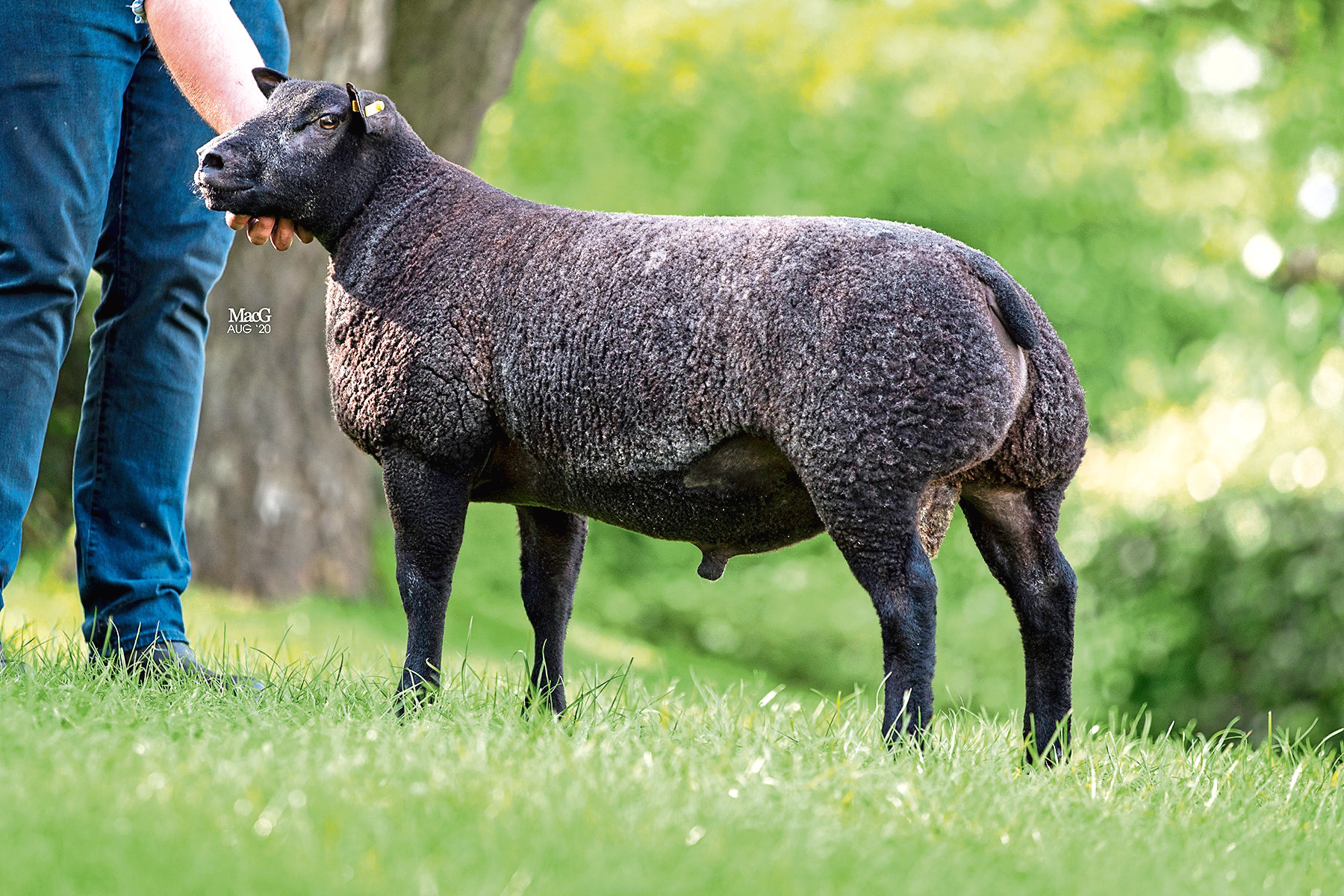 Blue Texel breed record set with 25,000gn ram lamb - Press and Journal