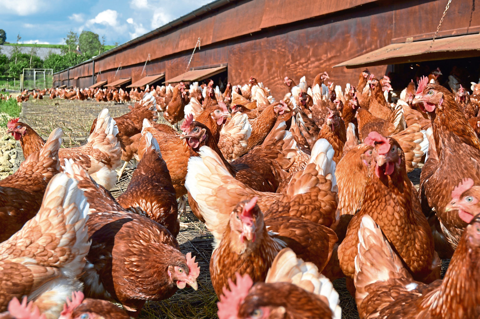 Boost for poultry red mite research