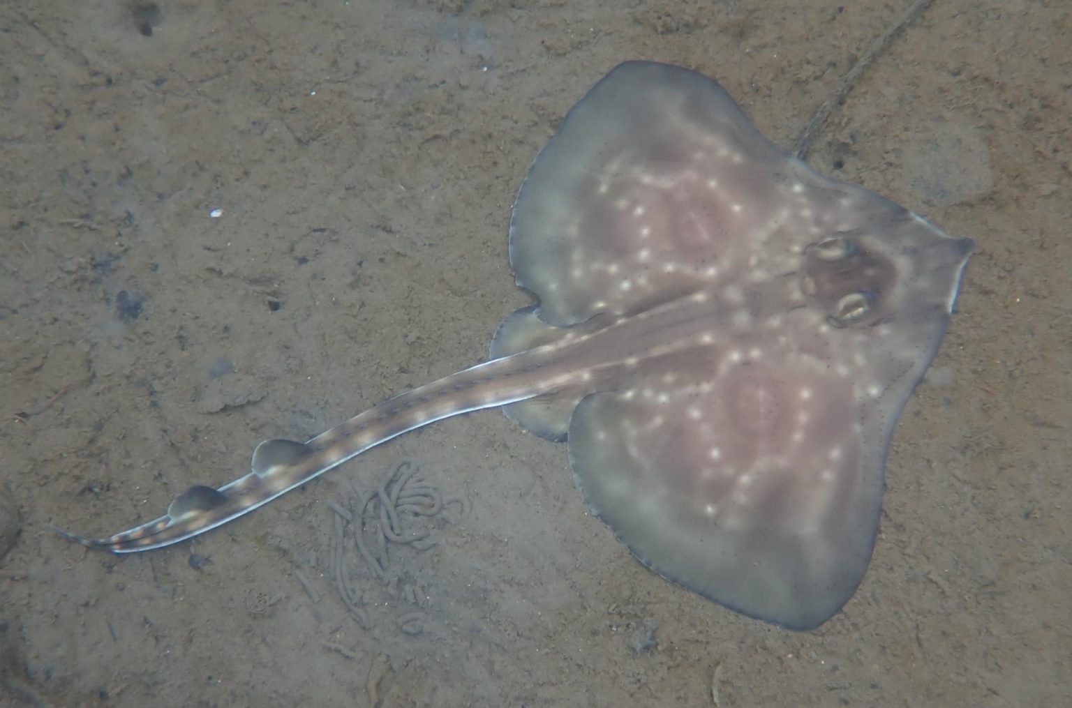 World first as endangered skate egg hatches | Press and Journal