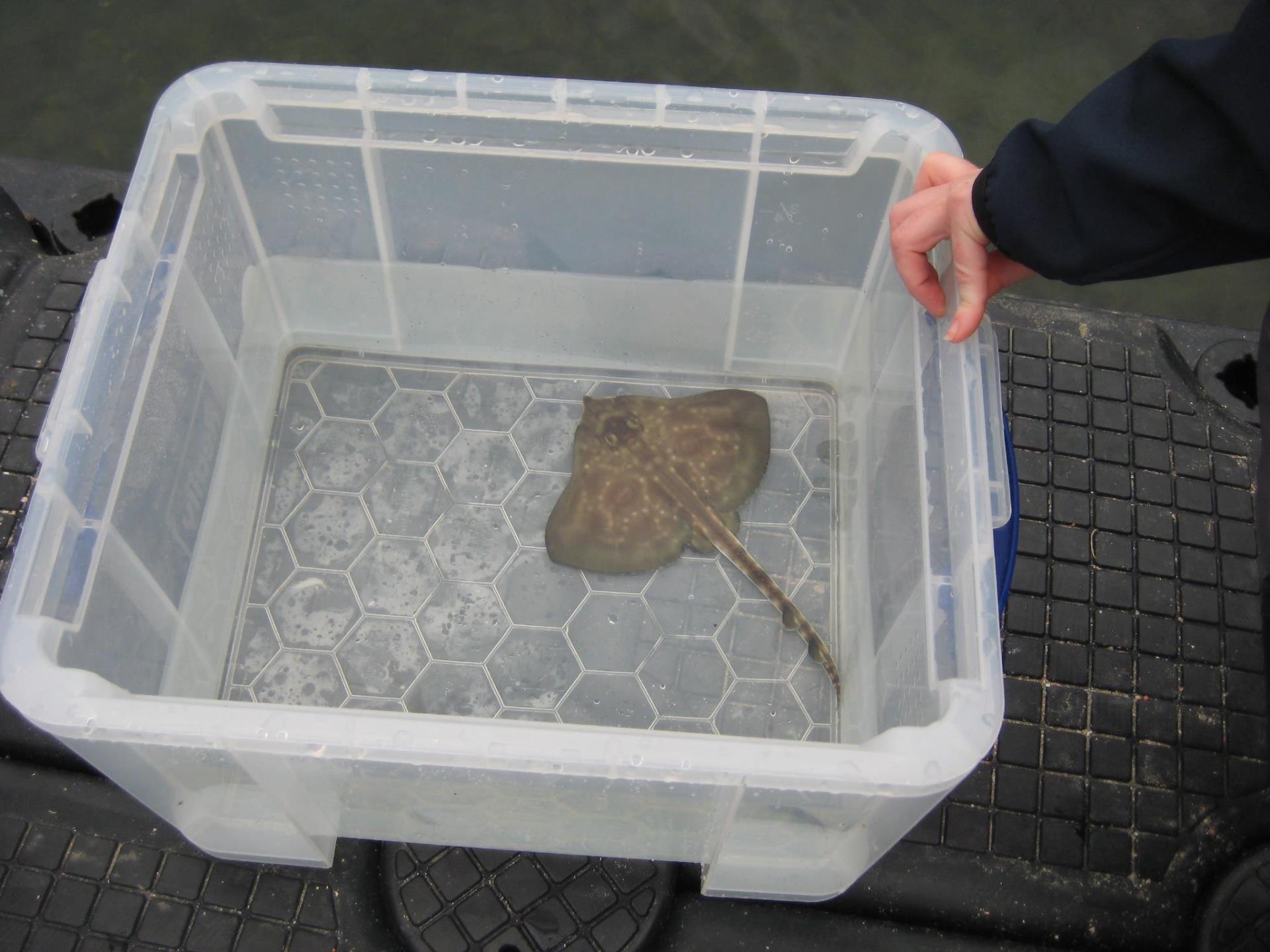 World first as endangered skate egg hatches - Press and Journal