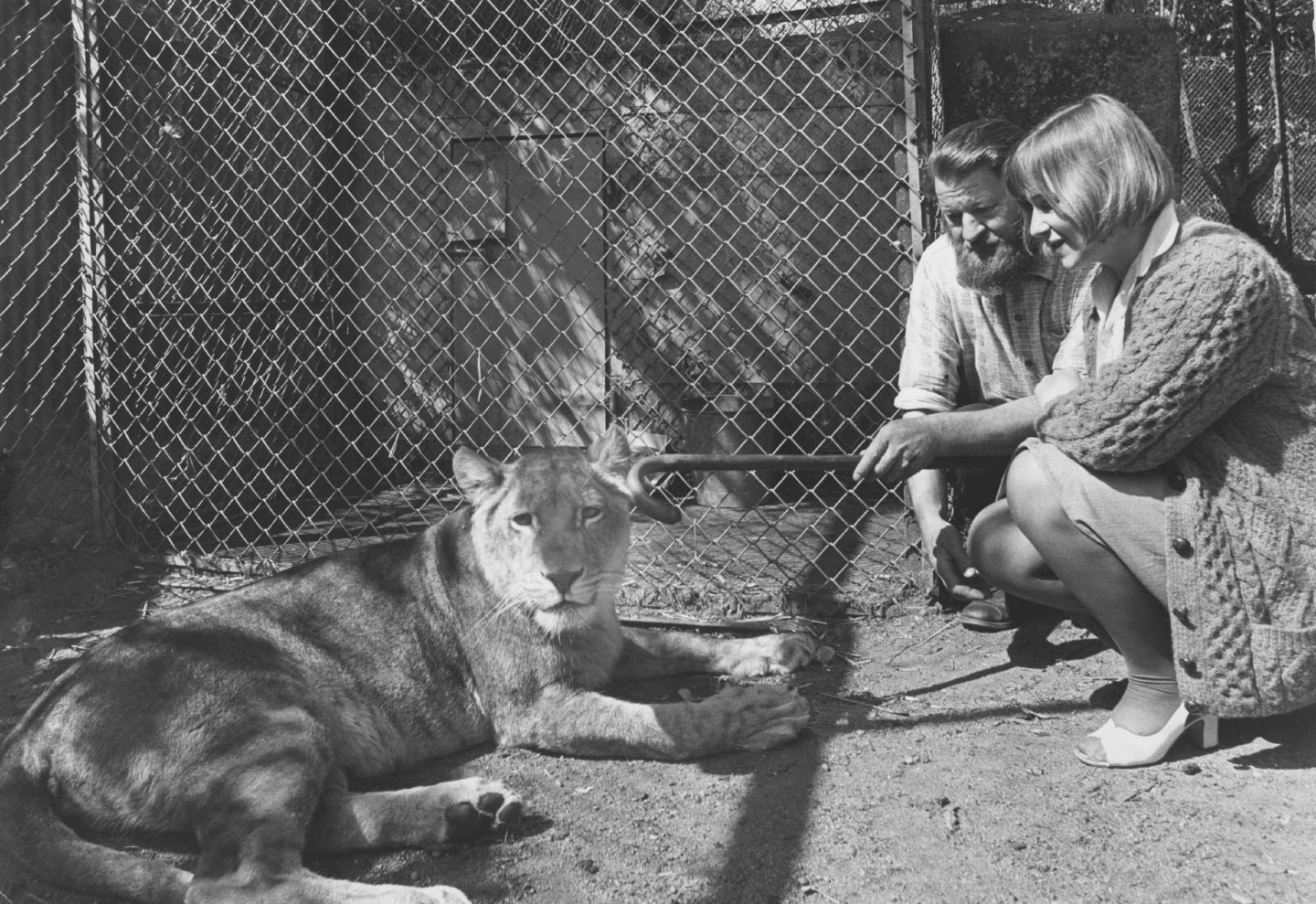 From cheeky chimps to porcupine Houdinis... the wild history of ...