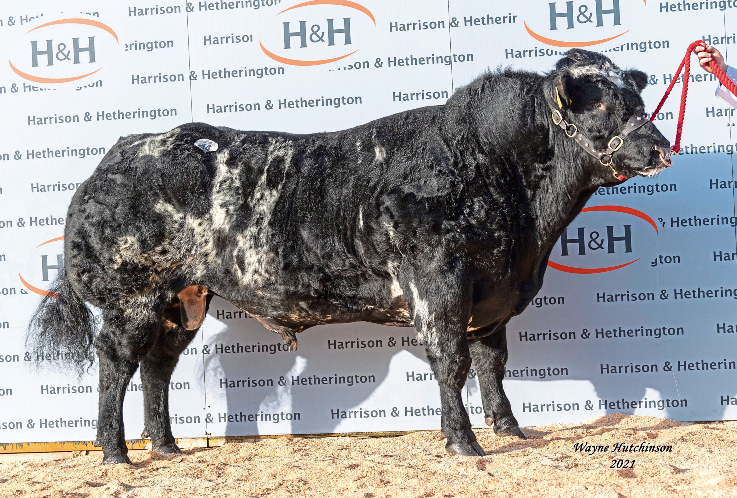 Scots breeders lead at British Blue bull sale | Press and Journal