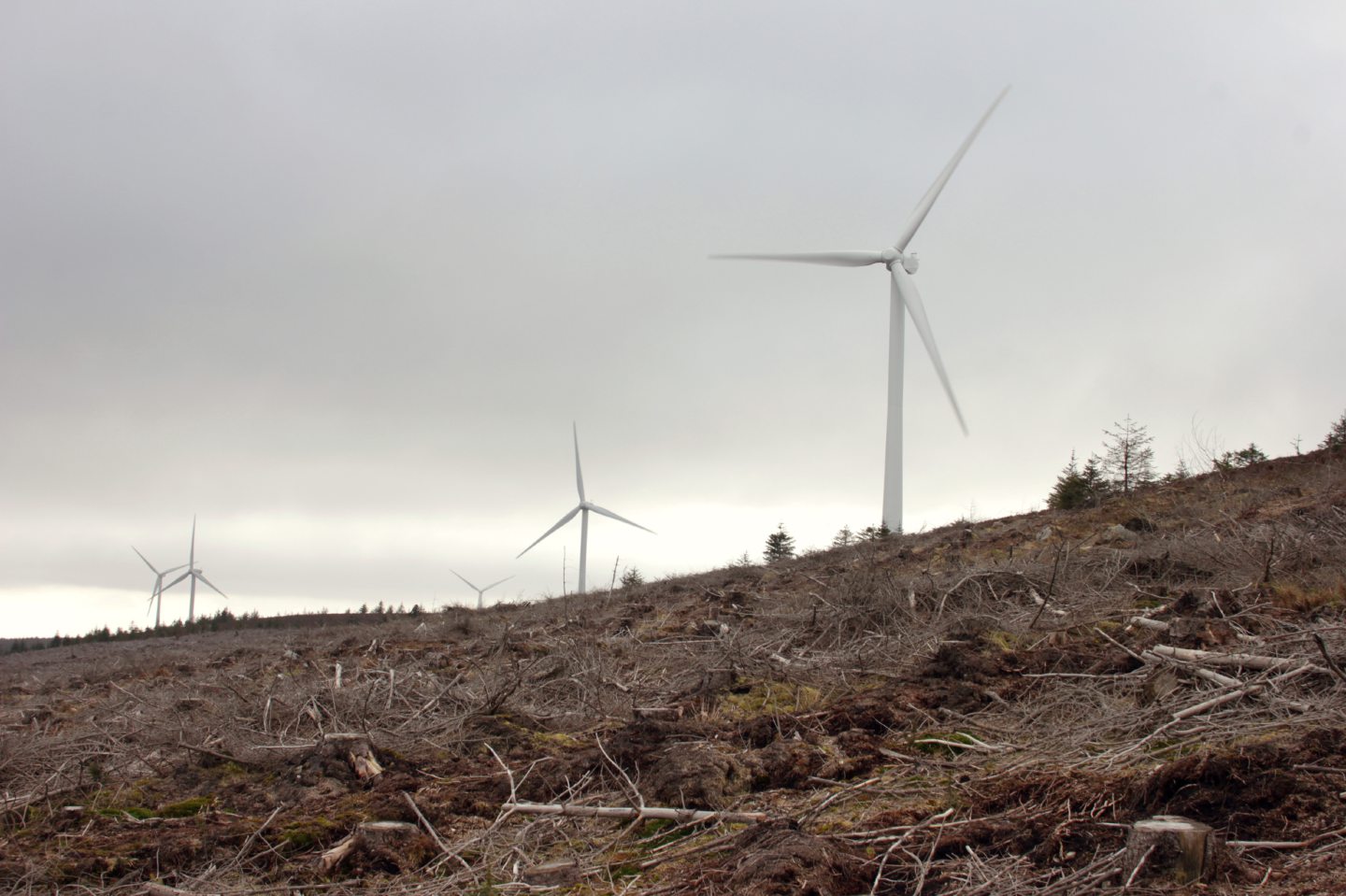 Fears 'wildcat wonderland' would be doomed under plans to expand wind ...