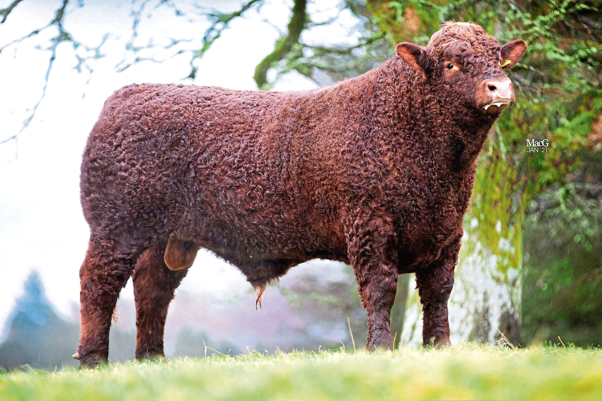 Pedigree Luing bulls sell to £15,960 twice at online sale - Press and ...