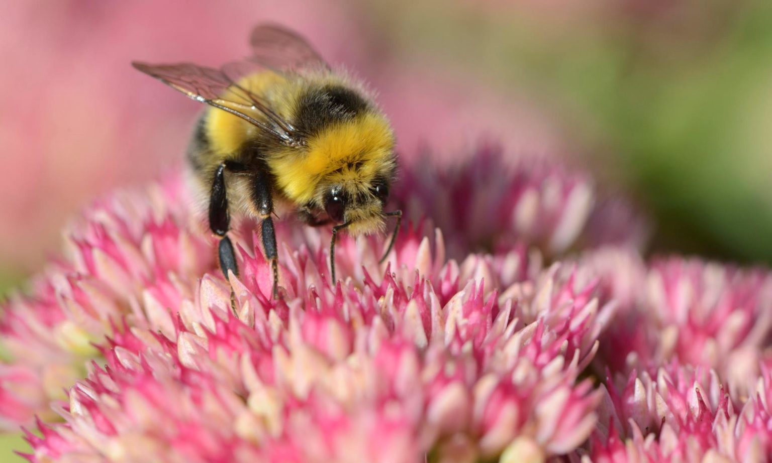 Scotland's bee hotspots given 'welcome' boost in 2020 despite Covid-19 ...