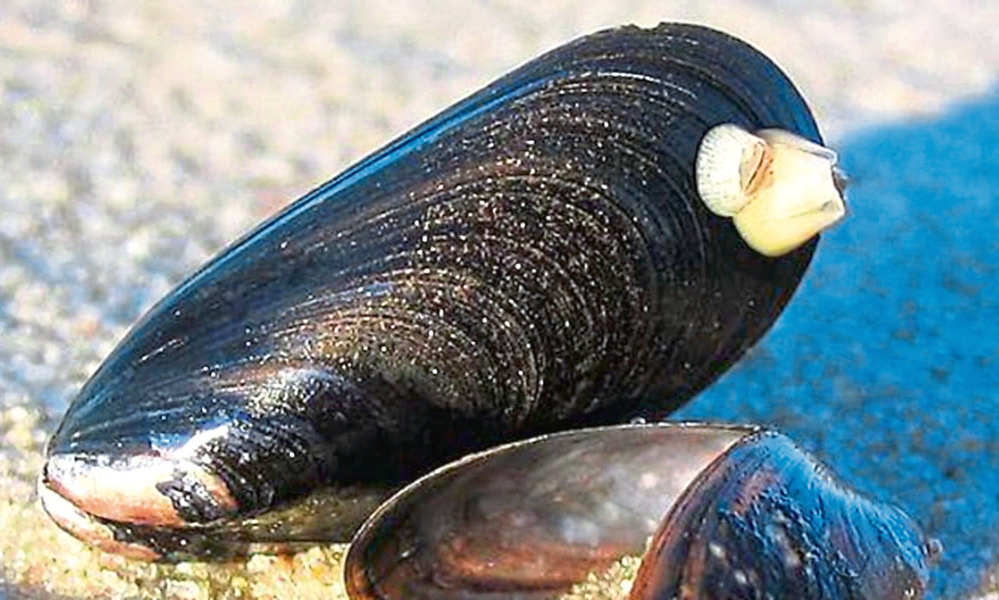 Scottish research into tube worms’ threat to mussel production - Press ...