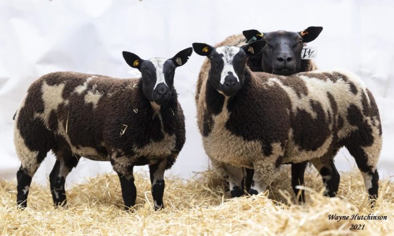 Dutch Spotted Sheep sell to 7,000gn for pair of ewe lambs and recipient ...
