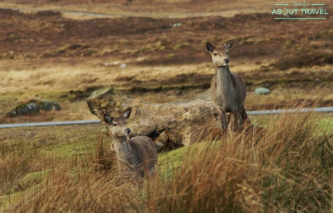 Scotlanders | A Day In Glen Coe - The Scots Magazine