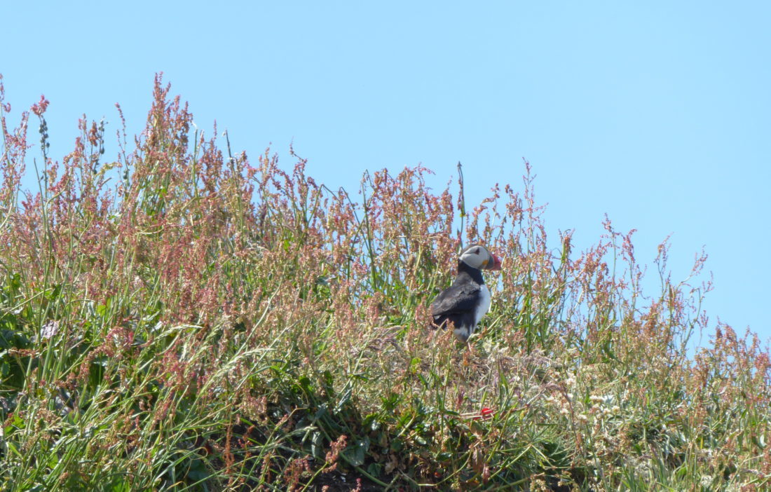 Spotting Puffins On Lunga - Picture Gallery - The Scots Magazine