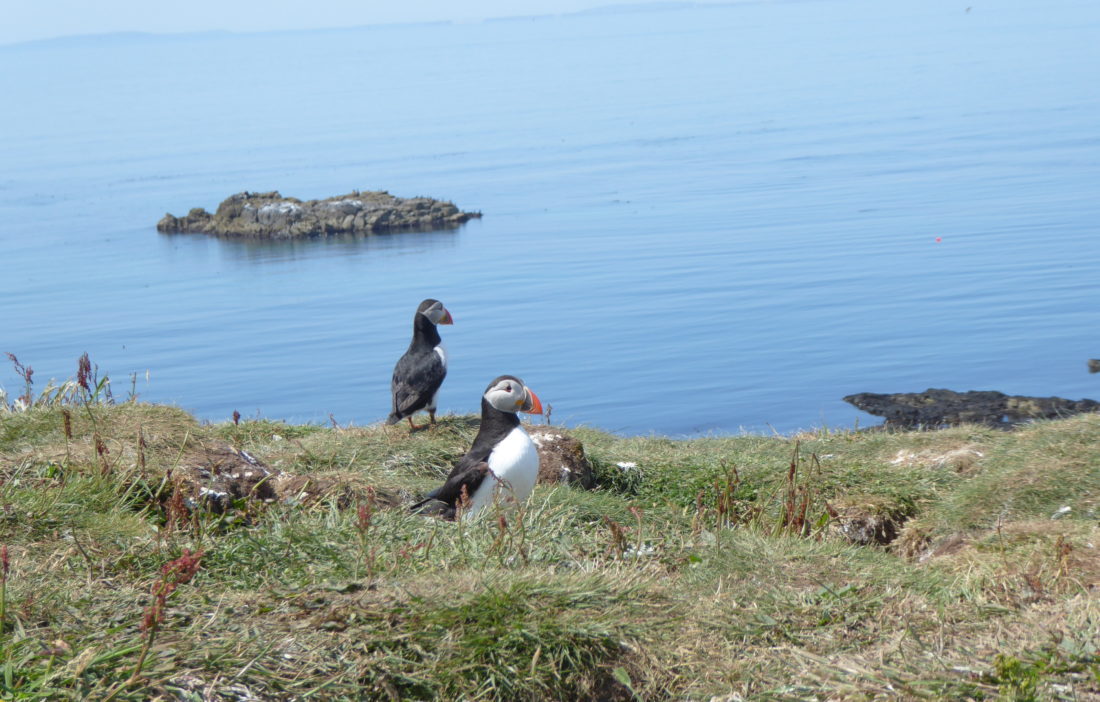 Spotting Puffins On Lunga - Picture Gallery - The Scots Magazine