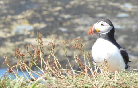 Spotting Puffins On Lunga - Picture Gallery - The Scots Magazine