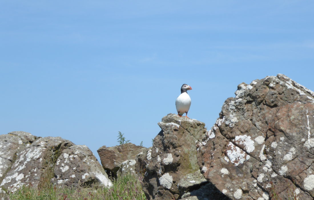 Spotting Puffins On Lunga - Picture Gallery - The Scots Magazine