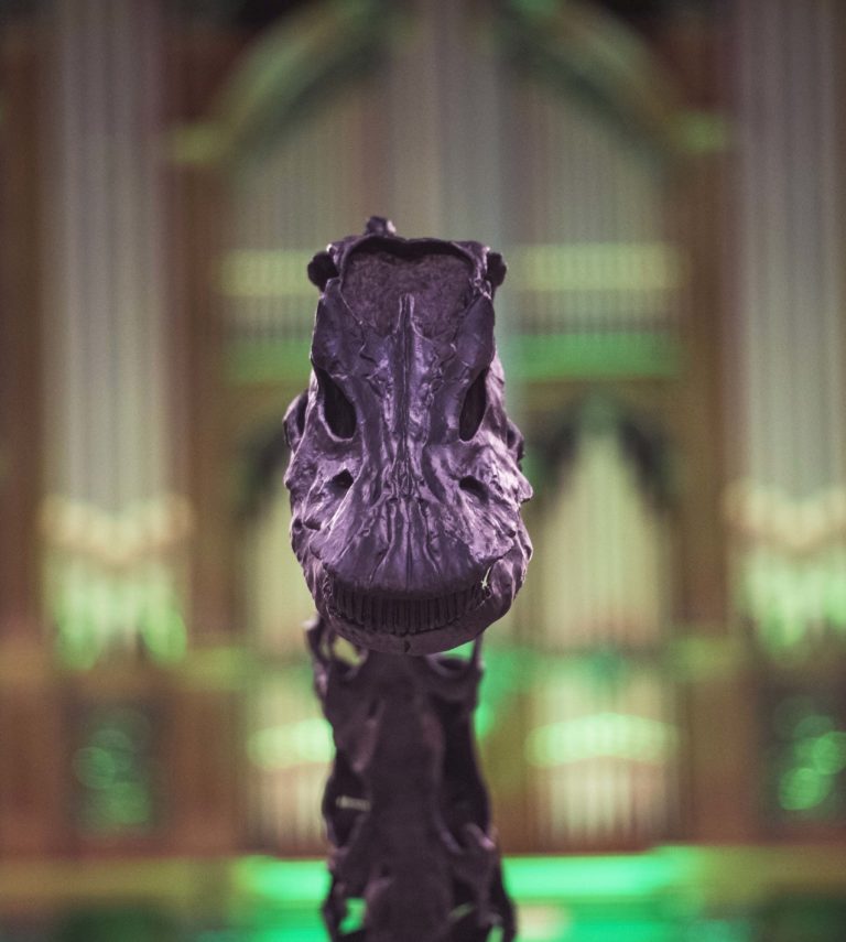 Dippy The Diplodocus To Take Up Residence At Kelvingrove