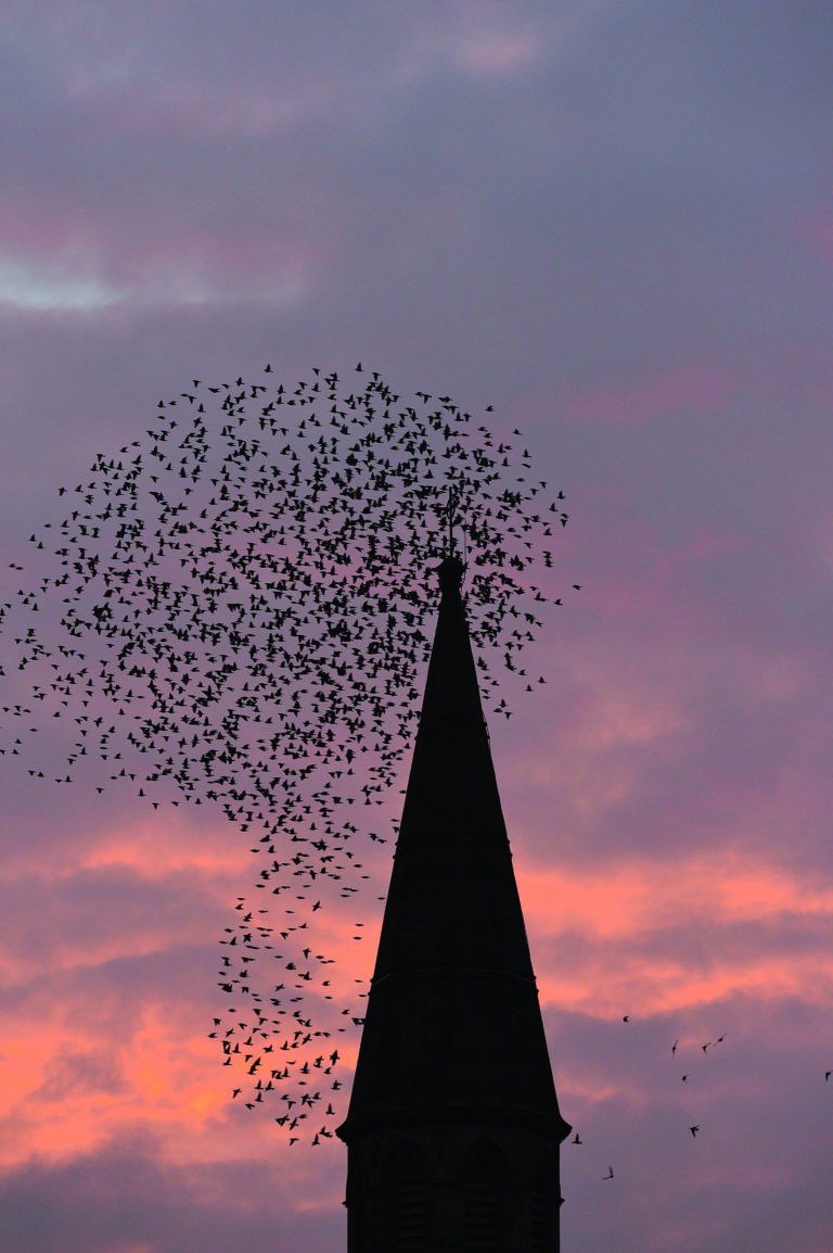 Starlings In The Roof - Jim Crumley - The Scots Magazine
