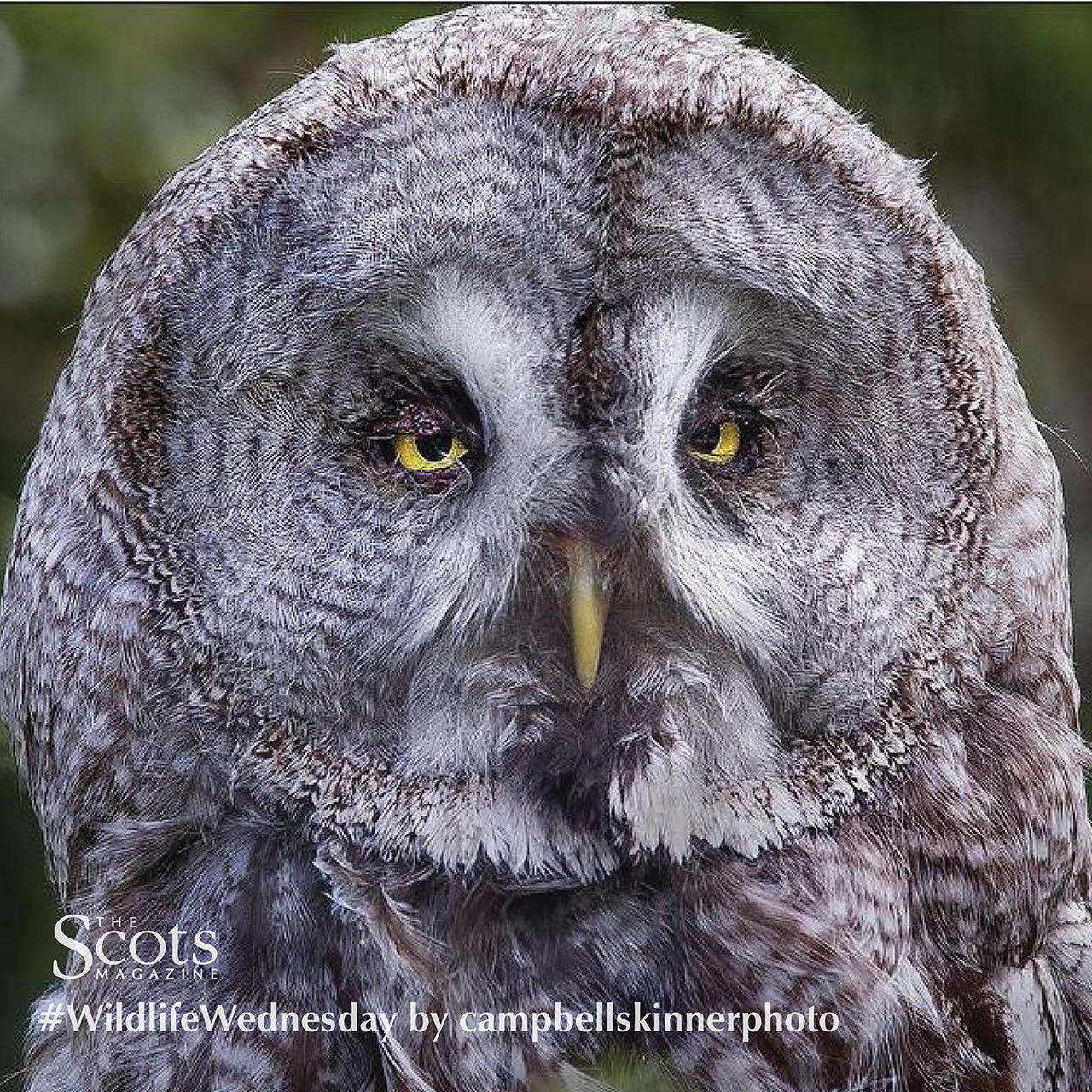 Wildlife Wednesday Gallery - The Scots Magazine