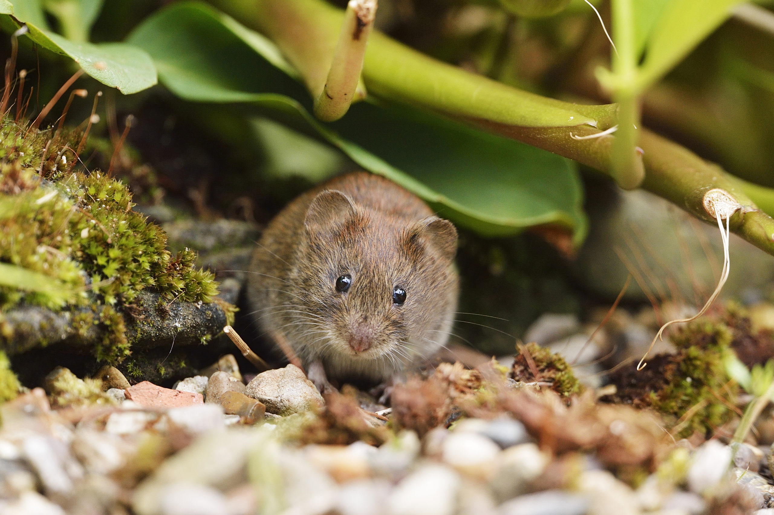 Stories In The Snow – The Vole Snow Print - The Scots Magazine