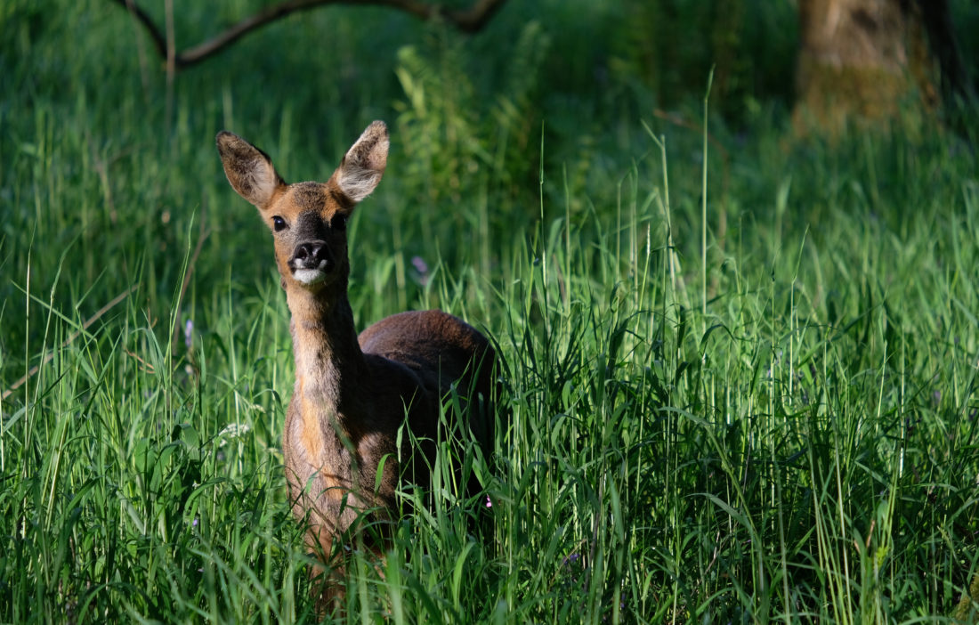 5 Fascinating Wildlife Facts: Roe Deer