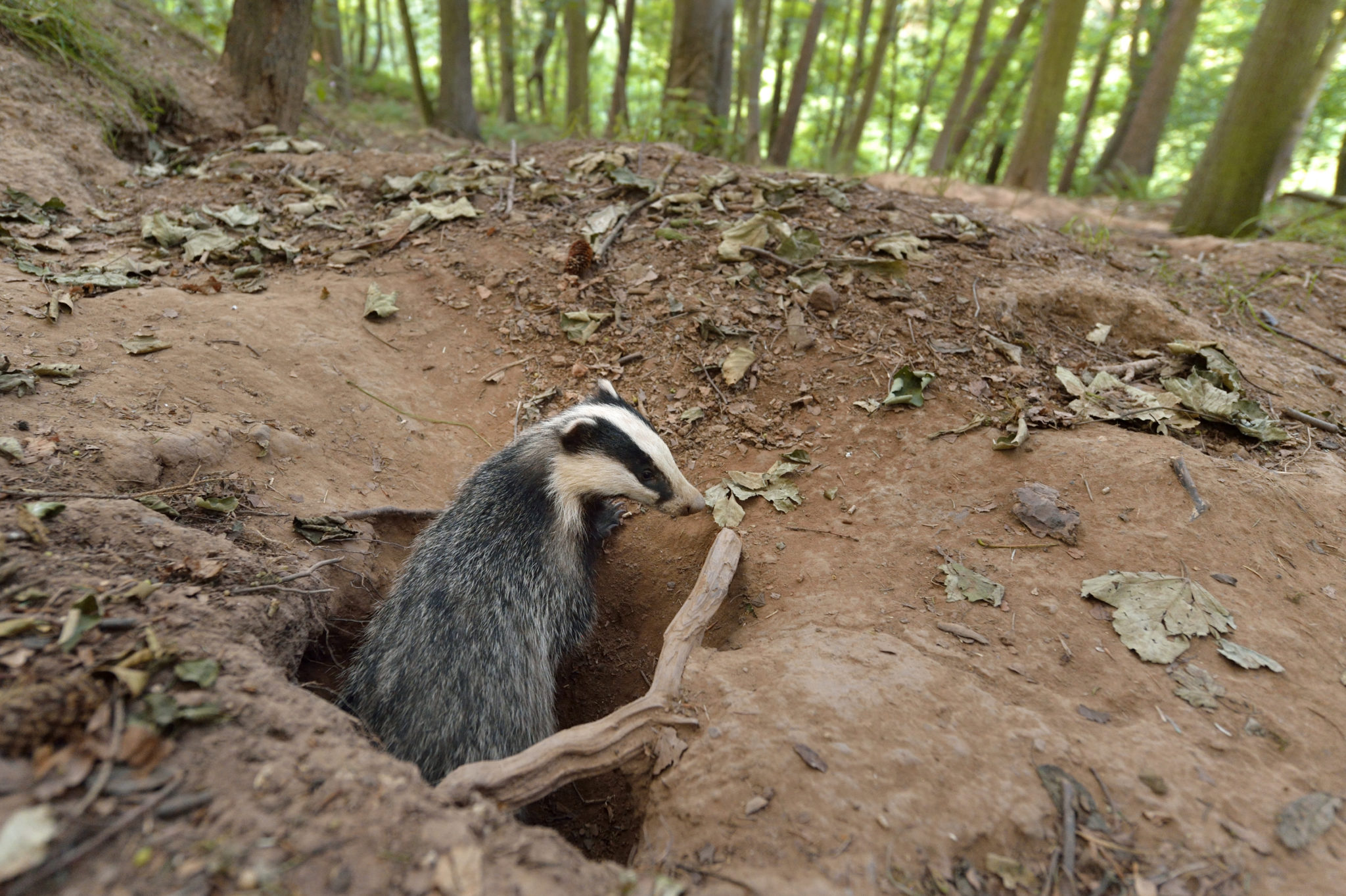 Secret Lives Of Badgers – Jim Crumley - The Scots Magazine