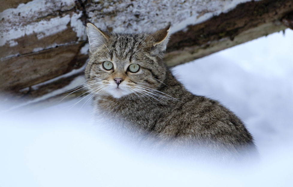 Scottish Wildcat documentary filmed at Aigas Field Centre - Scottish Field