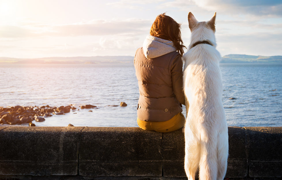Do You Know A Great Place To Walk Your Dog Scottish Field do-you-know-a-great-place-to-walk-your-dog-scottish-field