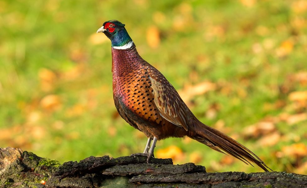 M&S moves to source gamebirds that are lead-free - Scottish Field