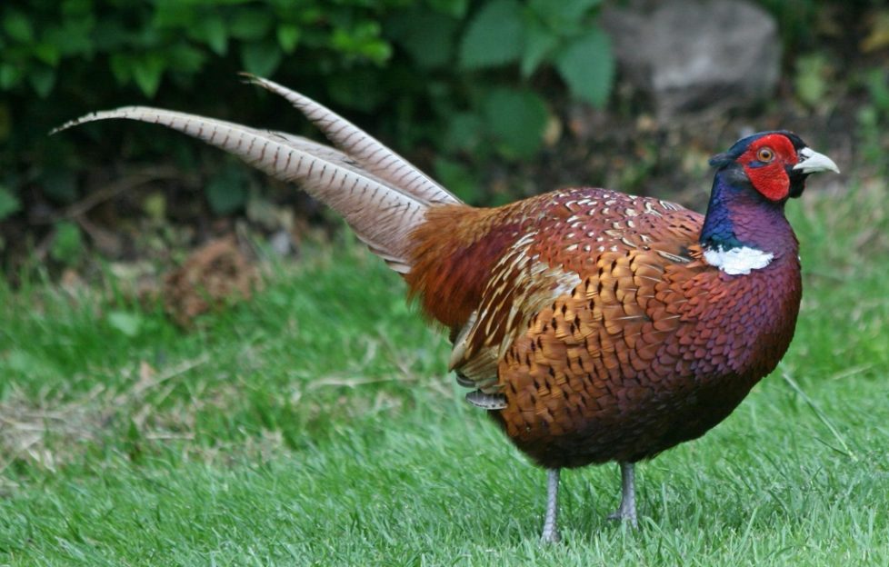 New meat on the menu from Scotland’s shooting industry - Scottish Field