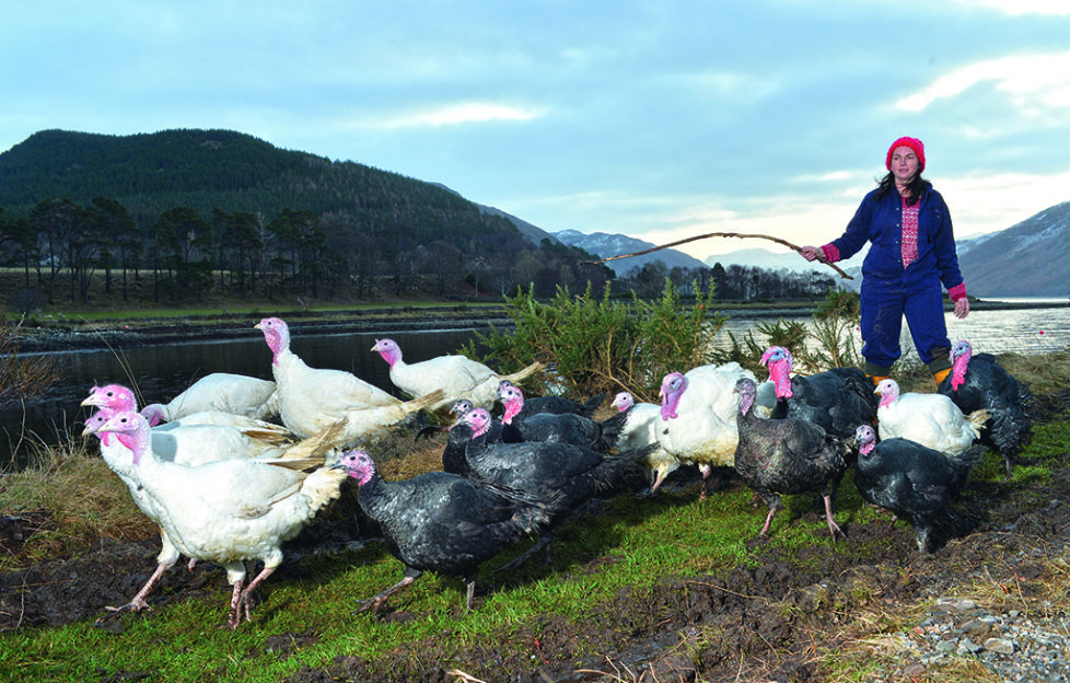 Plenty of pluck in Scotland's turkey industry - Scottish Field