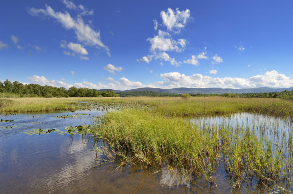 Visit a Scottish wetland on World Wetlands Day - Scottish Field