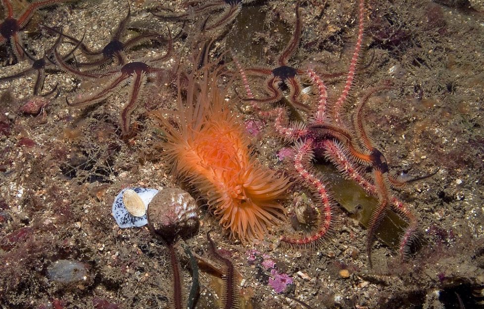 New exhibition celebrates Scotland's marine life - Scottish Field