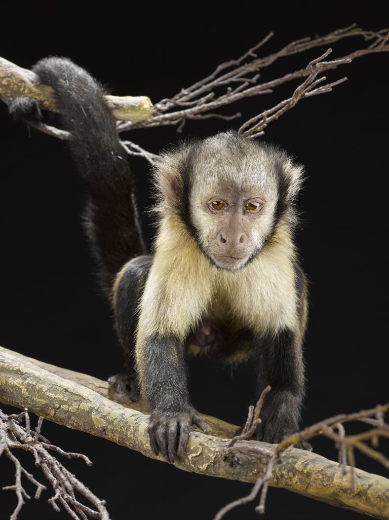Monkey business at the National Museum Of Scotland’s brilliant new ...