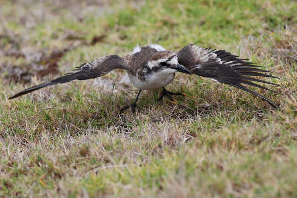 Two of the world's rarest birds brought back from 'very edge of ...