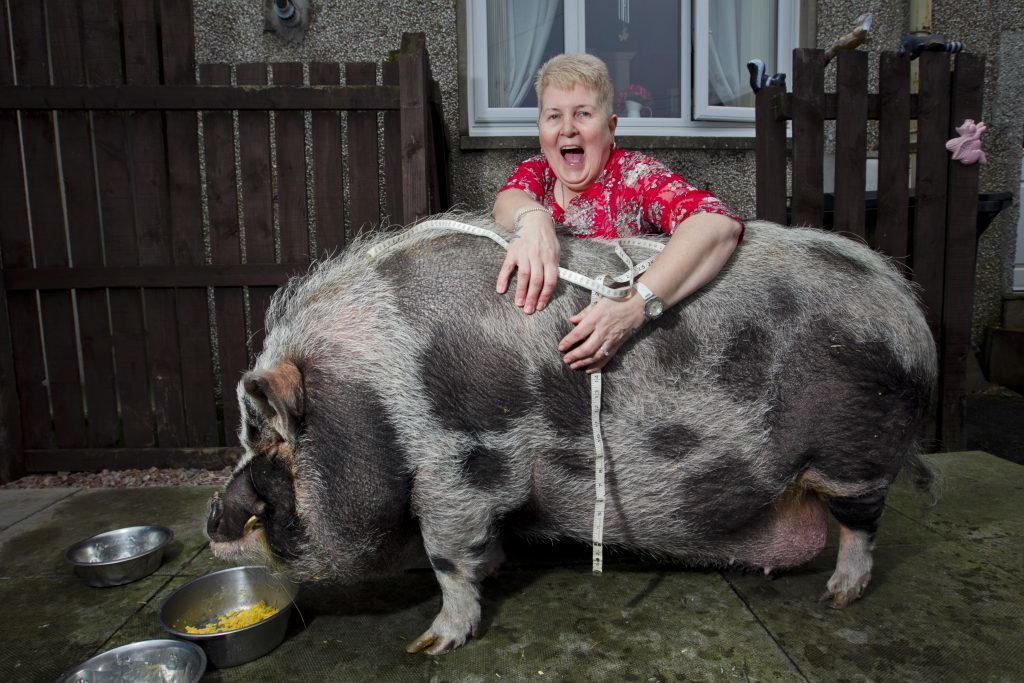 What a porker! 20 stone ‘Macro’ pig put on diet thanks to cravings for ...