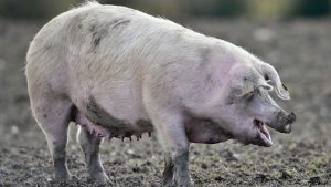 Scientists create the first ever human-pig hybrid - The Sunday Post