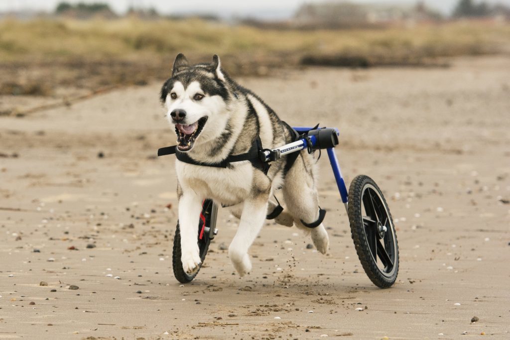Video: Fun-loving dog feels wheely great thanks to devoted owner's care ...