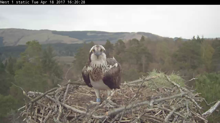 Welsh Osprey welcomes two chicks at Loch Lomond and Trossachs Park ...