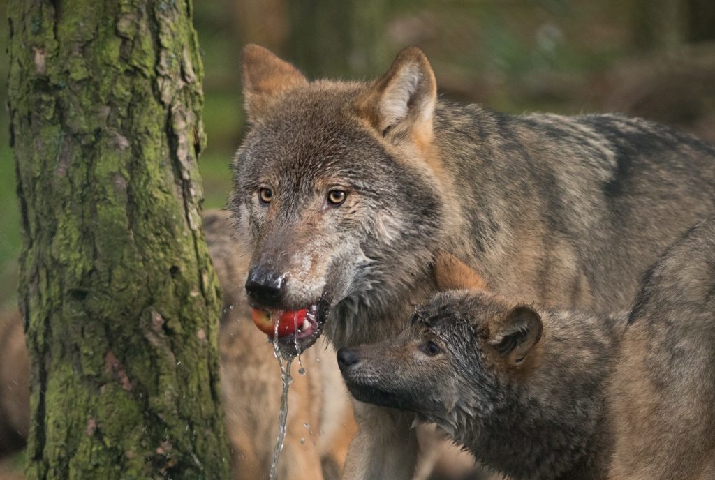 Eight wolf pups go dooking for apples to celebrate Wolf Awareness Week ...