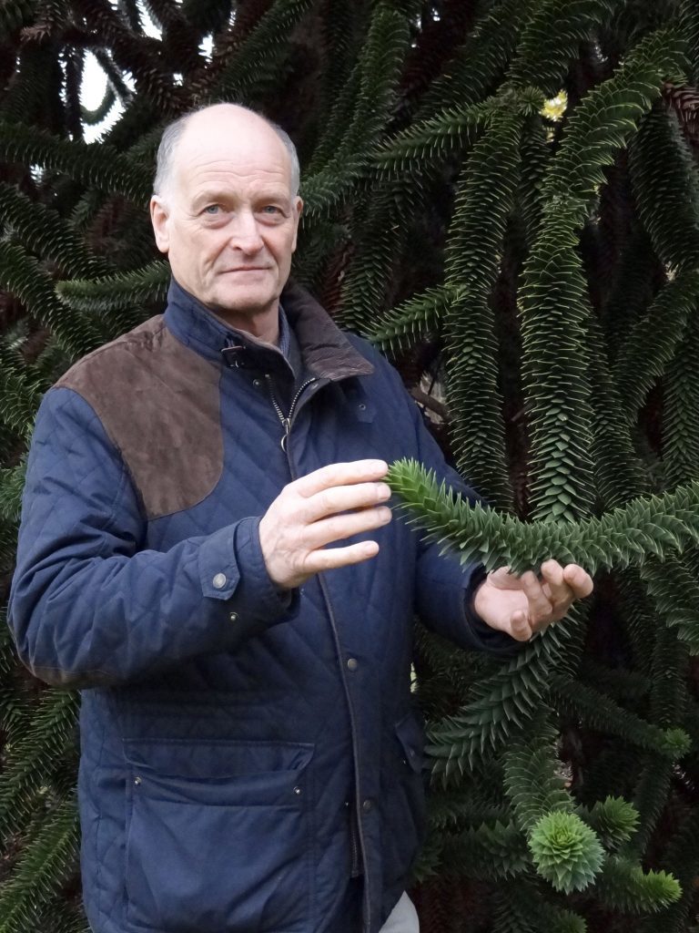 It's hard to be leaf but Scotland can save the monkey puzzle tree from ...