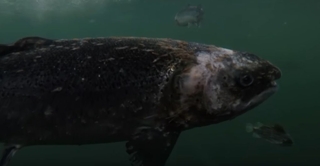 WATCH: "Shocking" footage shows diseased and damaged fish on Scottish ...