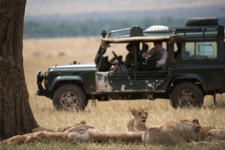 A terrified lion fleeing a pack of vicious hyenas attempts to leap into ...