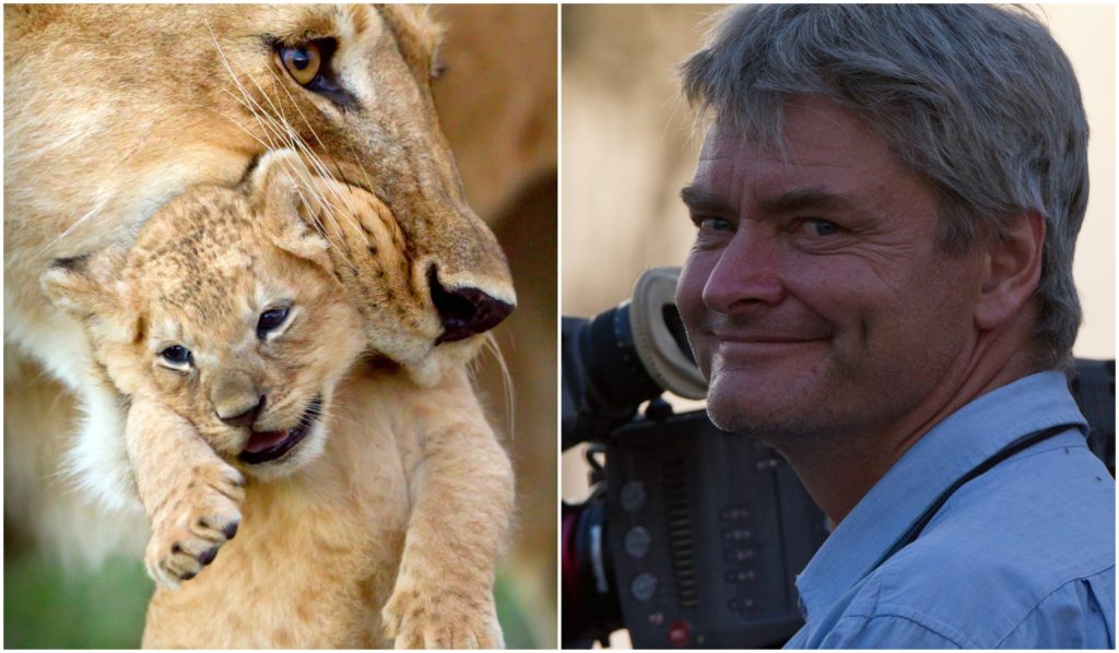 A terrified lion fleeing a pack of vicious hyenas attempts to leap into ...