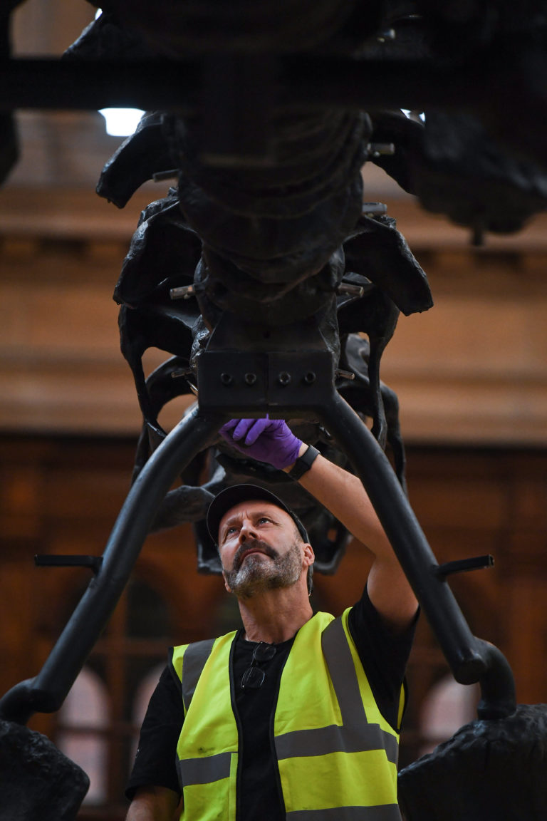 WATCH: Finishing touches put on Dippy the diplodocus as iconic dinosaur ...
