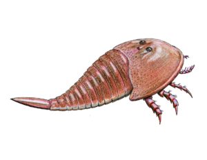 Fantastic beasts and where to find them in Scotland, from fossilised ...