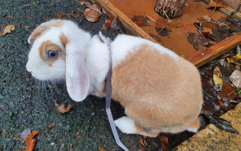 Pet of the Week: Could you give Peanut the rabbit a brand new forever ...