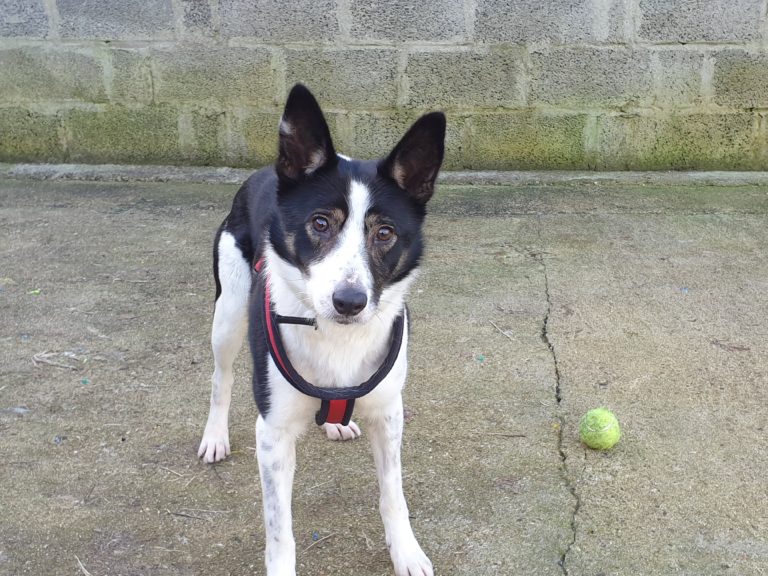 Pet of the week: Jess the rescue Collie is looking for her forever home ...